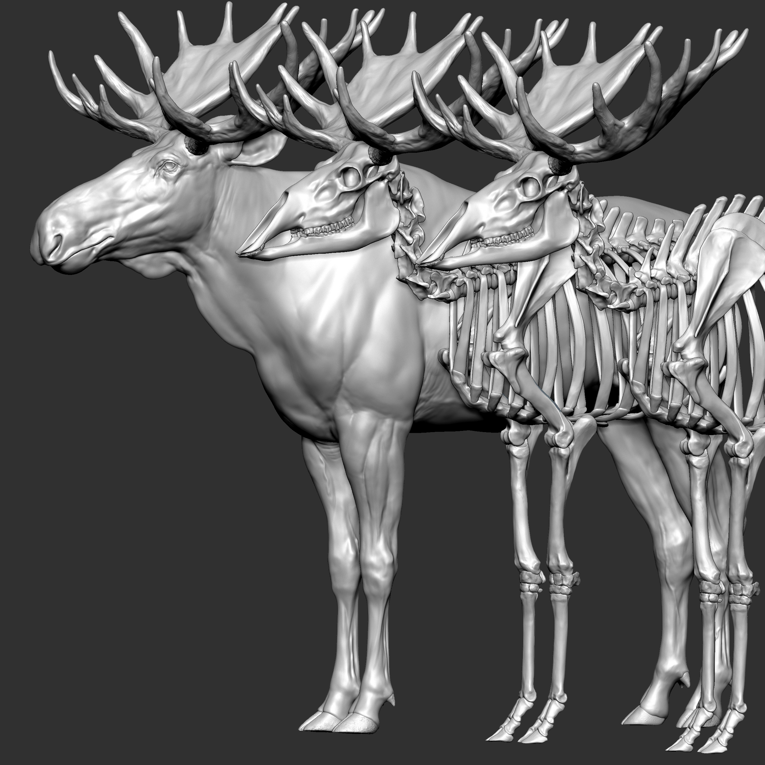 modelo 3d SIMULACIÓN MUSCULAR VFX texturizada de alce - TurboSquid 1886752