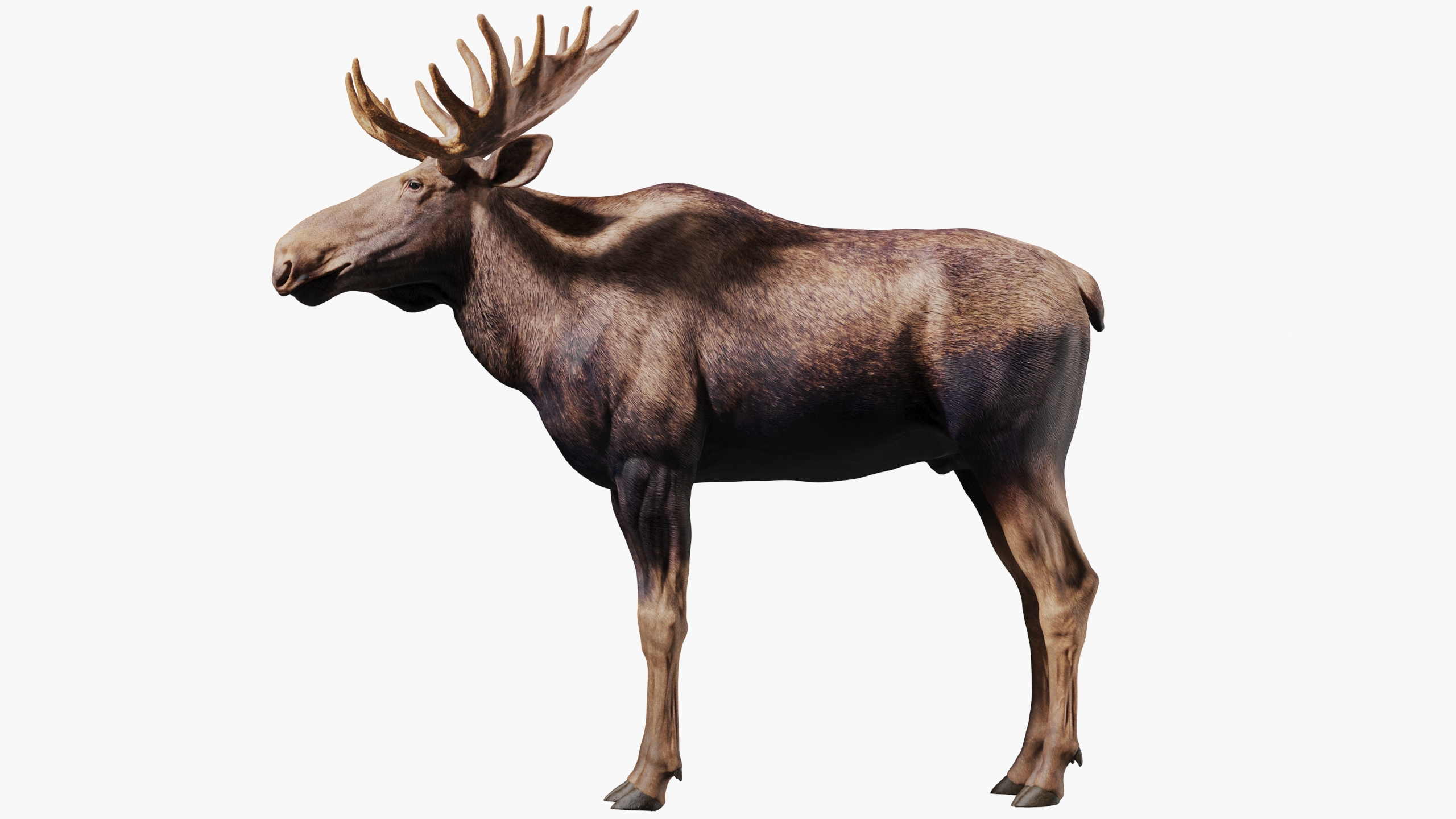 Moose Textured VFX MUSCLE SIMULATION 3D model - TurboSquid 1886752