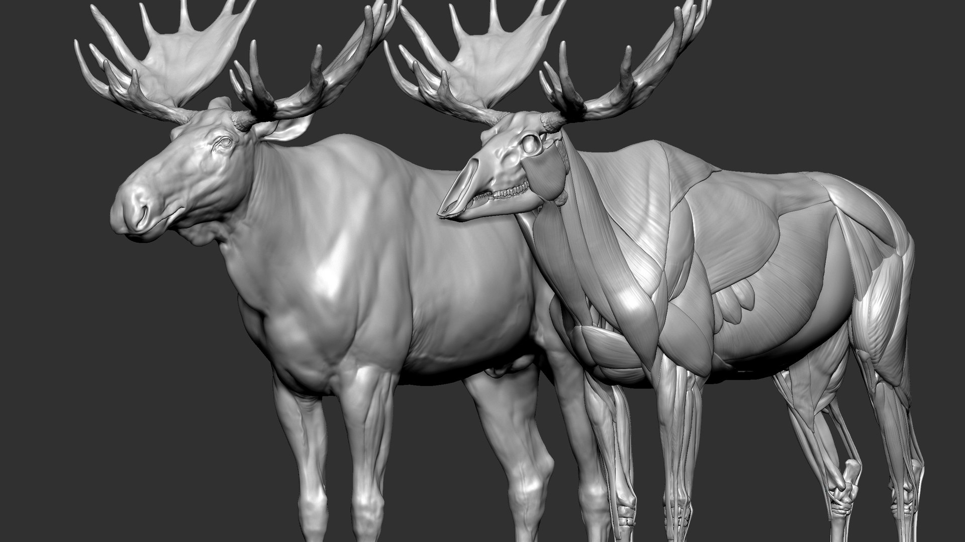 Moose Textured VFX MUSCLE SIMULATION 3D model - TurboSquid 1886752