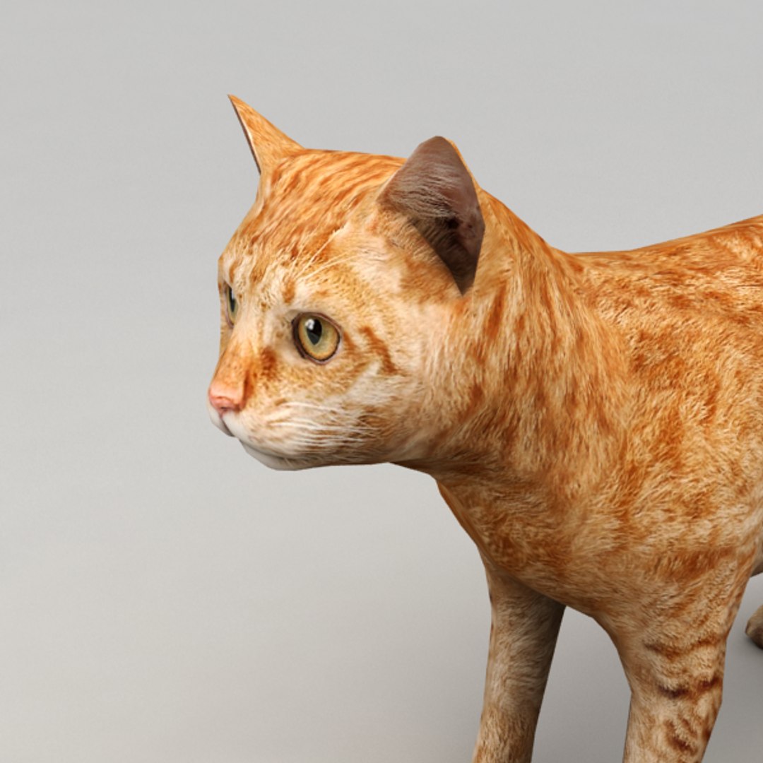 3dsmax Rigged Red Cat