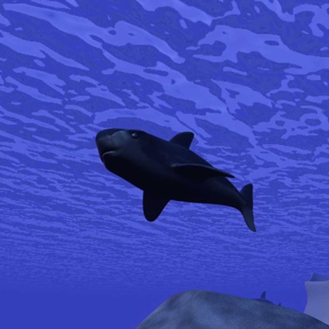 Free Shark 3d Model