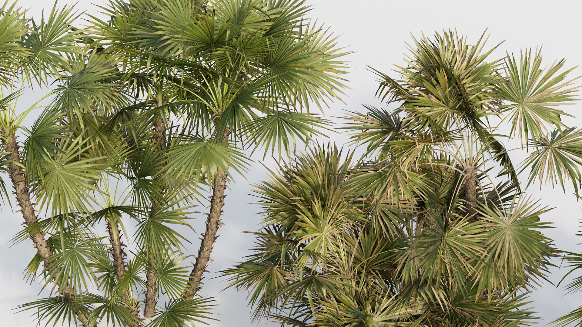 Acoelorrhaphe wrightii Everglades palm 04 3D model model - TurboSquid ...