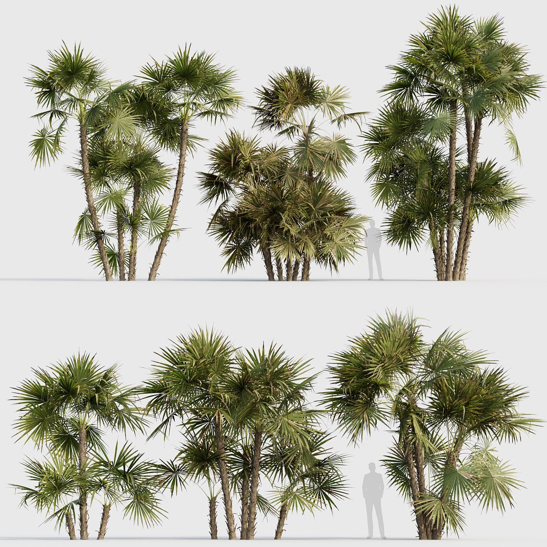 Acoelorrhaphe wrightii Everglades palm 04 3D model model - TurboSquid ...