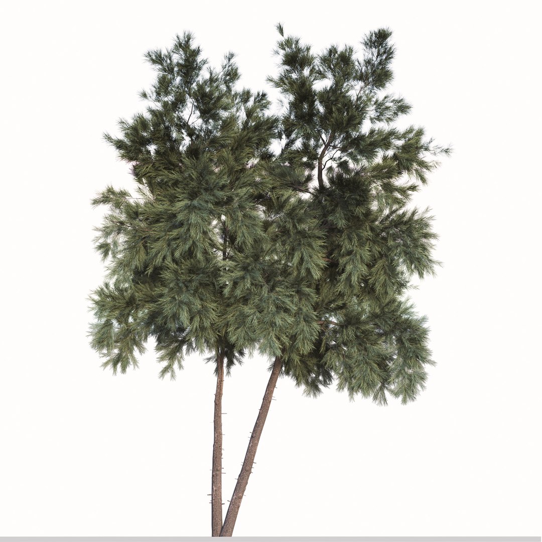 Set Of Pinus Pinaster Or Cluster Pine Tree - 2 Trees 3D Model ...