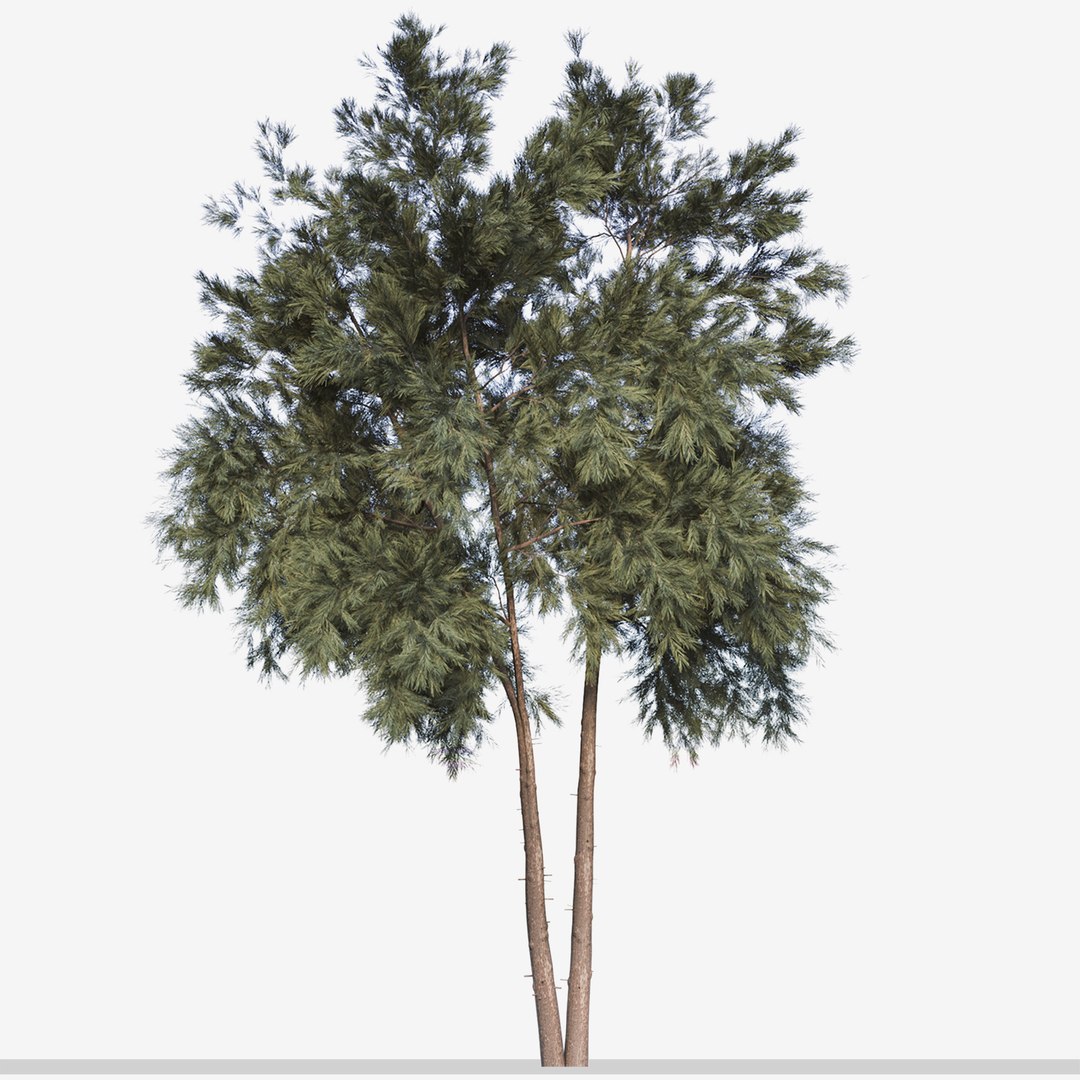 Set Of Pinus Pinaster Or Cluster Pine Tree - 2 Trees 3D Model ...