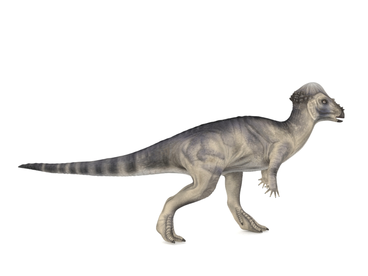 Pachycephalosaurus Rigged Animation 3D - TurboSquid 1507837