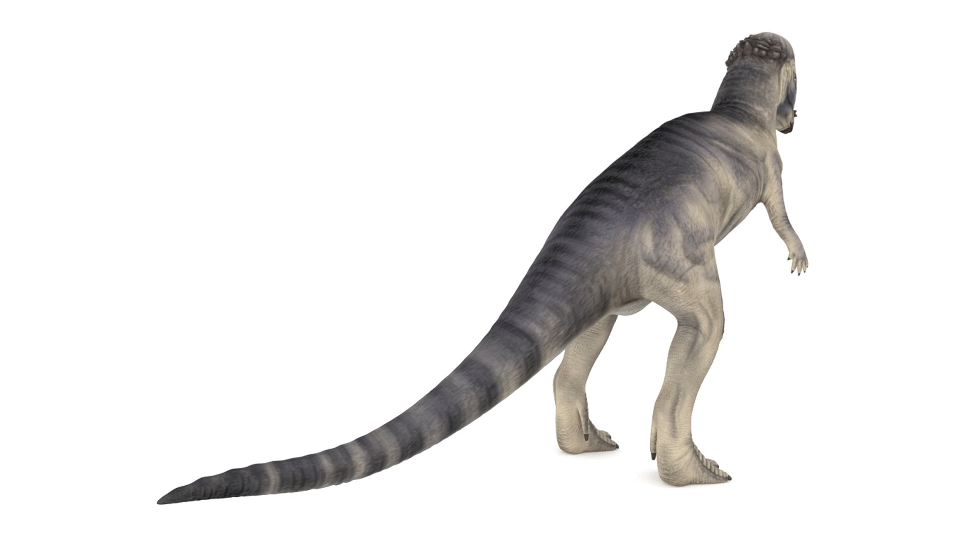 Pachycephalosaurus Rigged Animation 3D - TurboSquid 1507837