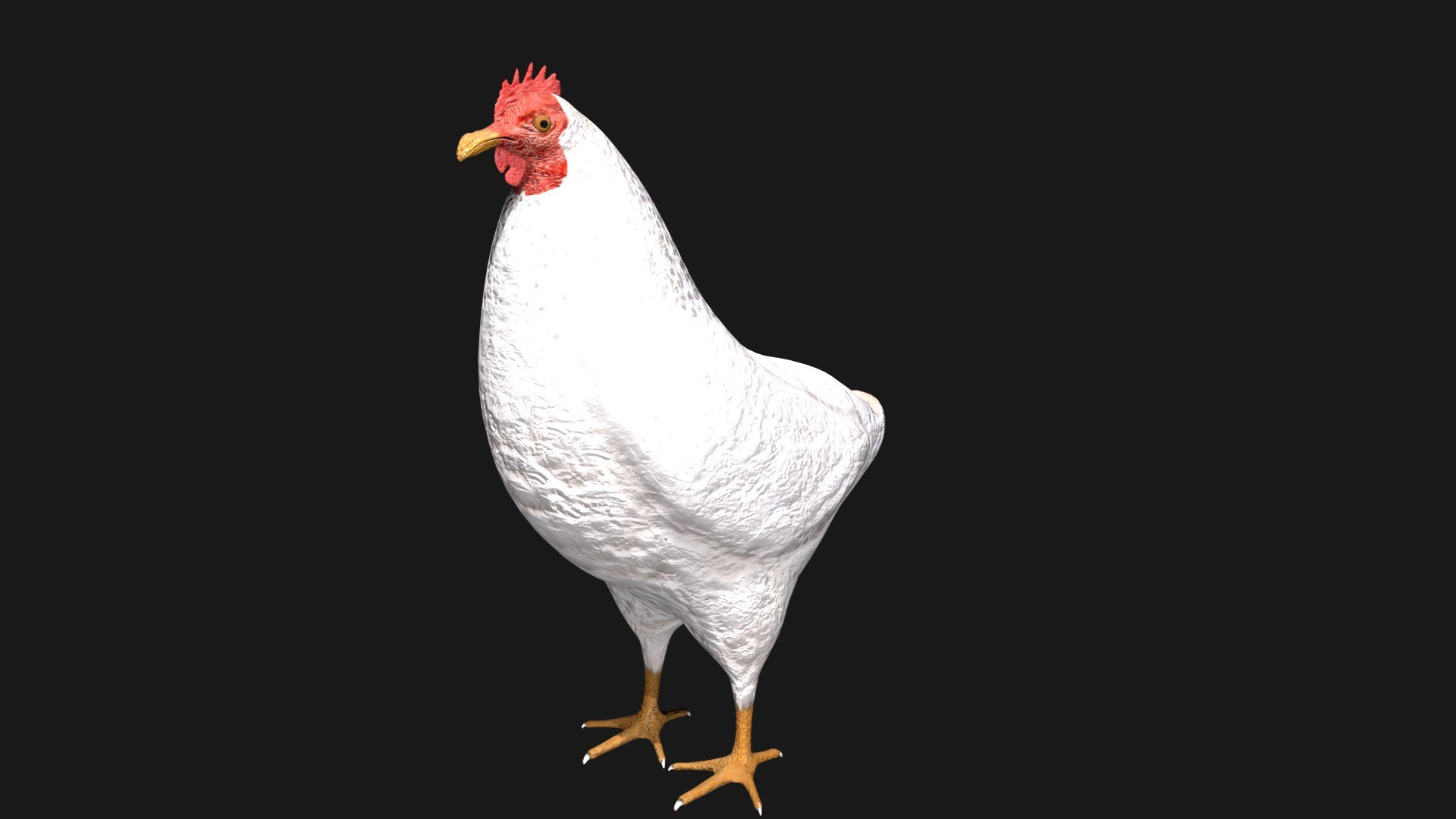 3D Chicken Rigged Model - TurboSquid 1664745
