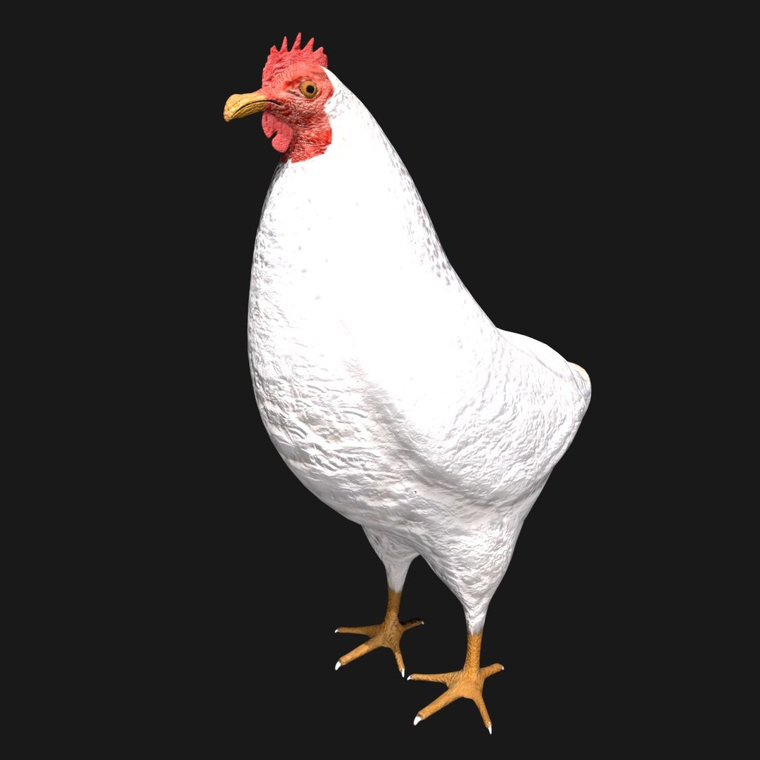 3D Chicken Rigged Model - TurboSquid 1664745