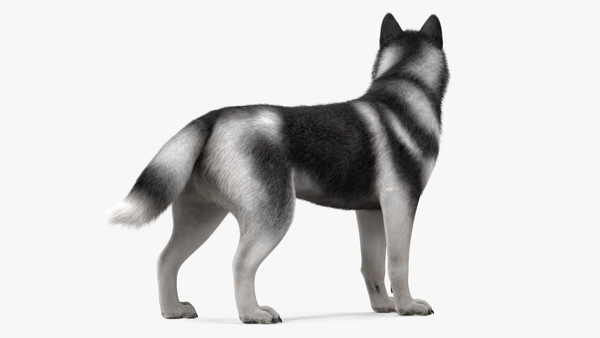 3D Siberian Husky Black Standing Pose Fur model - TurboSquid 1799418