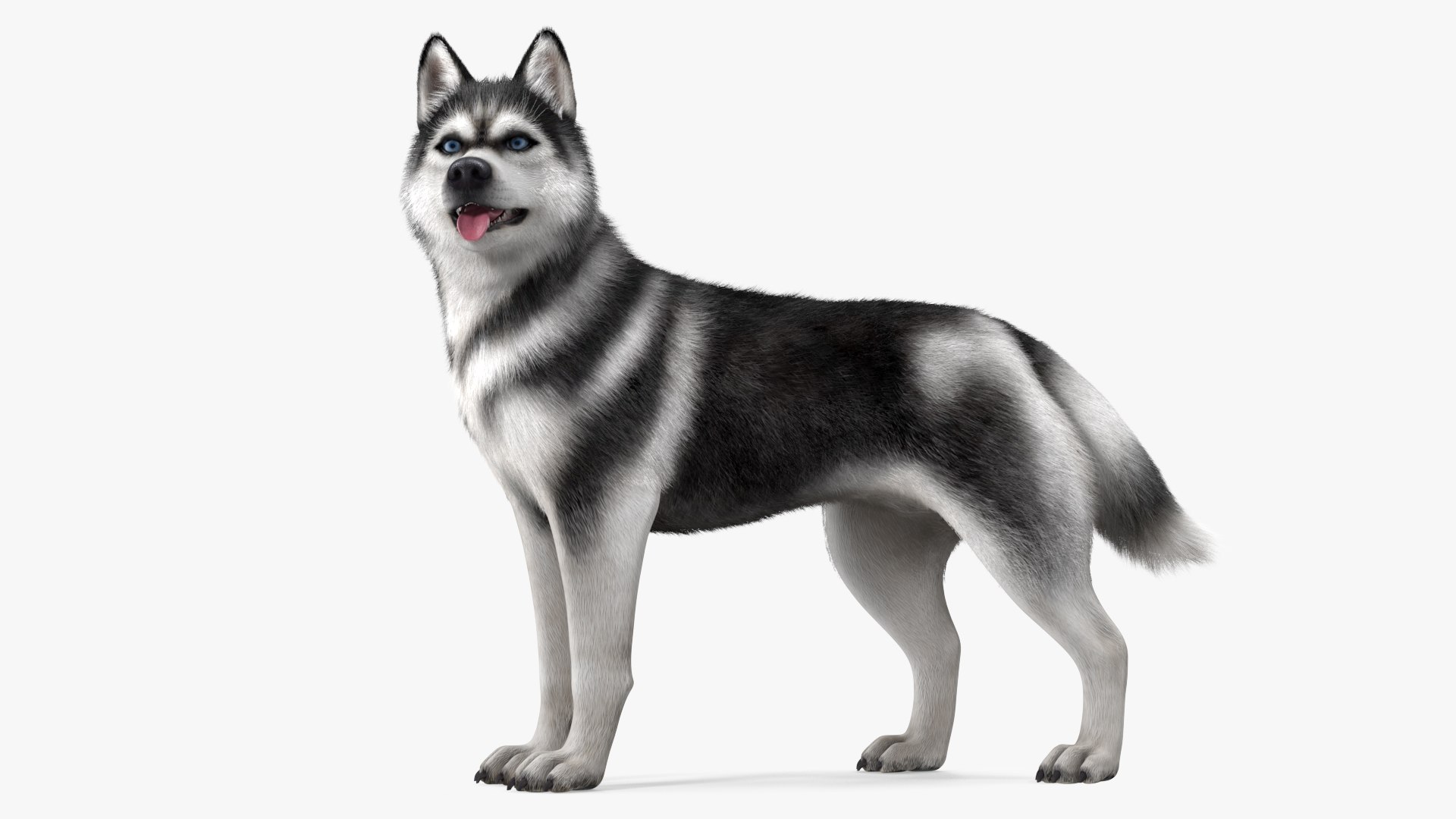 3D Siberian Husky Black Standing Pose Fur model - TurboSquid 1799418