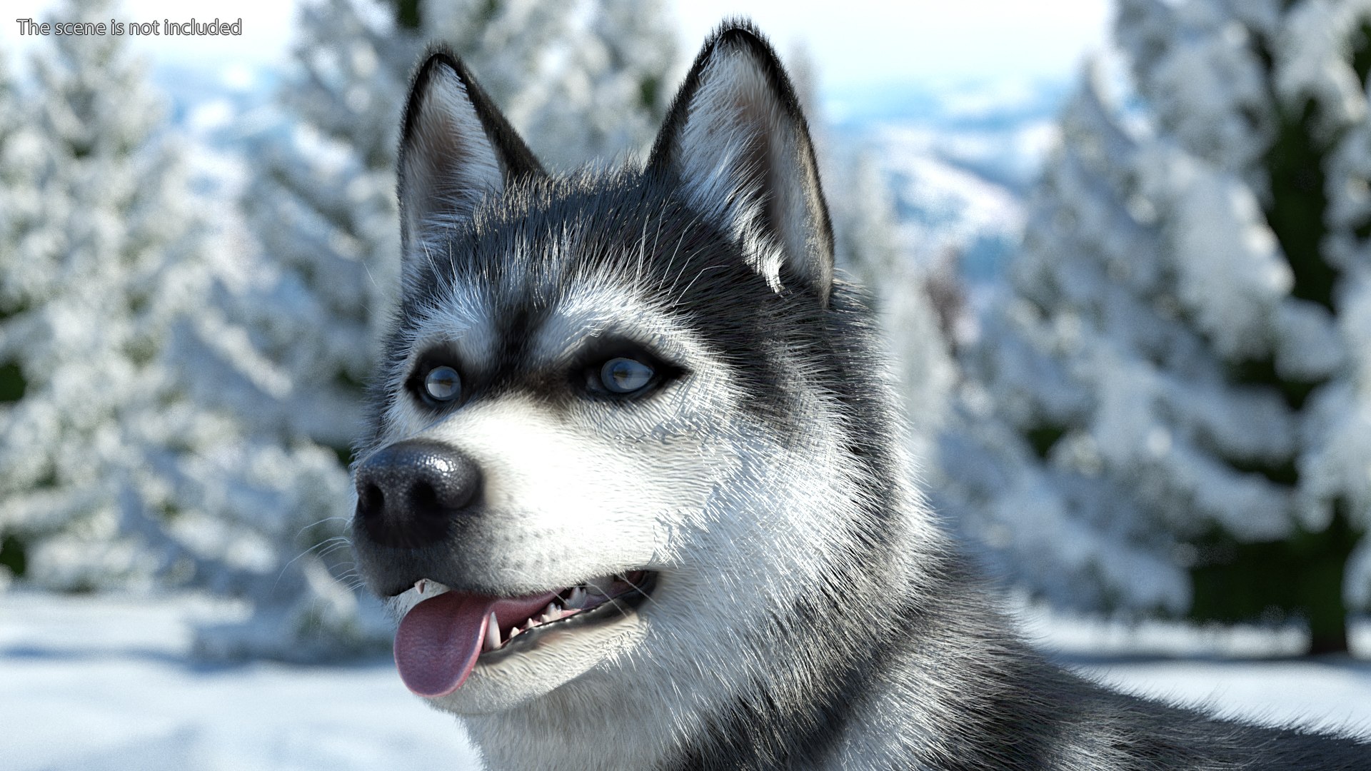 3D Siberian Husky Black Standing Pose Fur model - TurboSquid 1799418