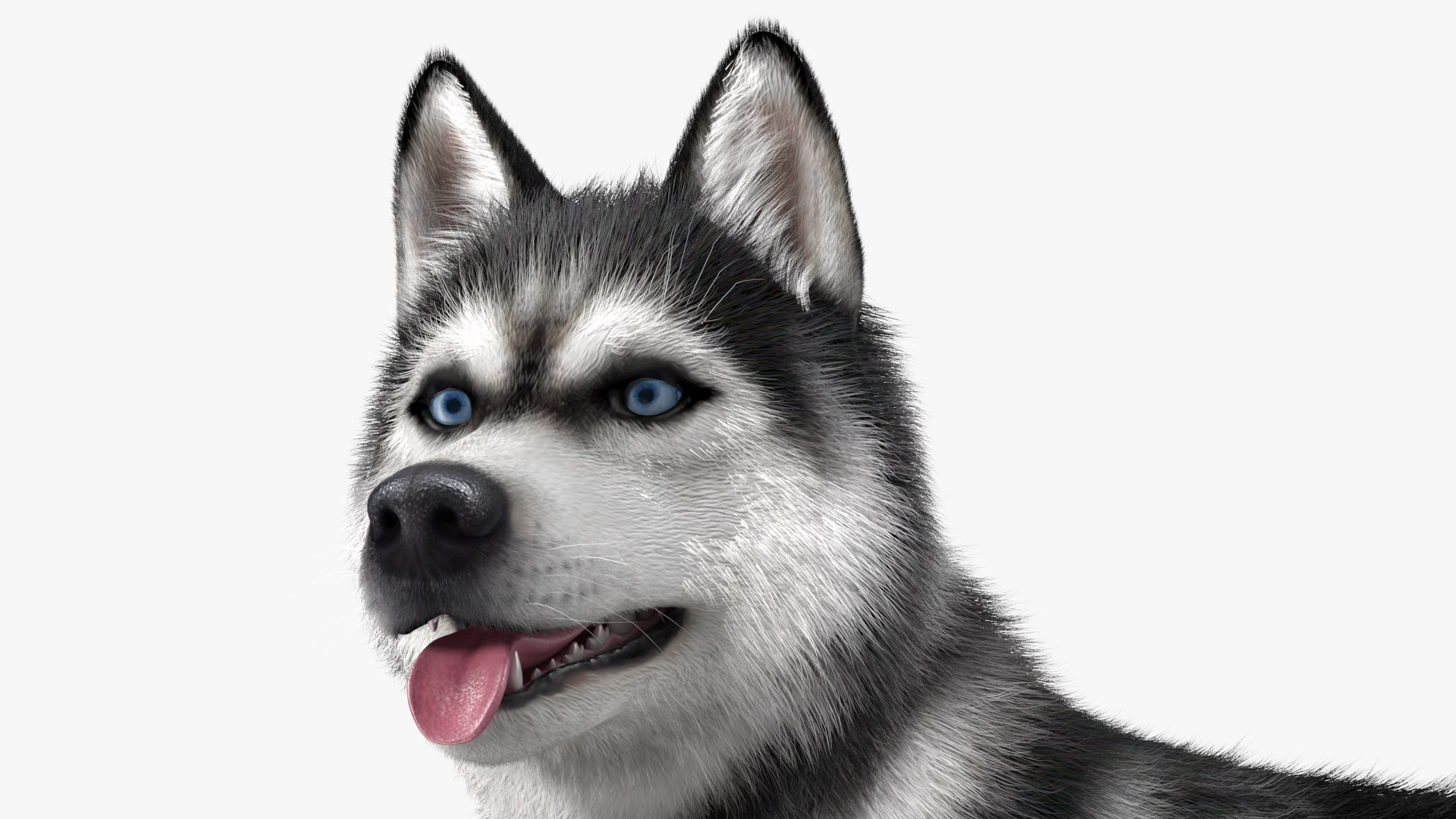 3D Siberian Husky Black Standing Pose Fur model - TurboSquid 1799418