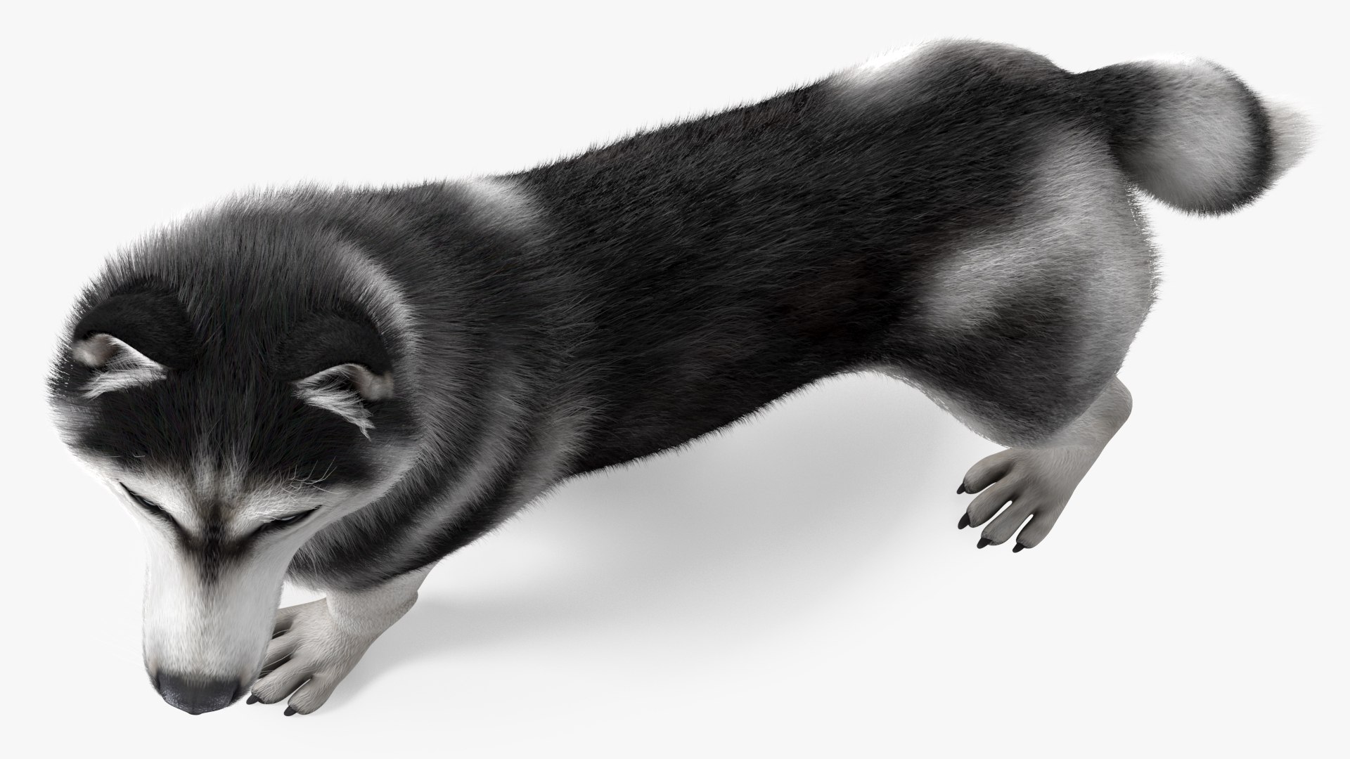 3D Siberian Husky Black Standing Pose Fur model - TurboSquid 1799418