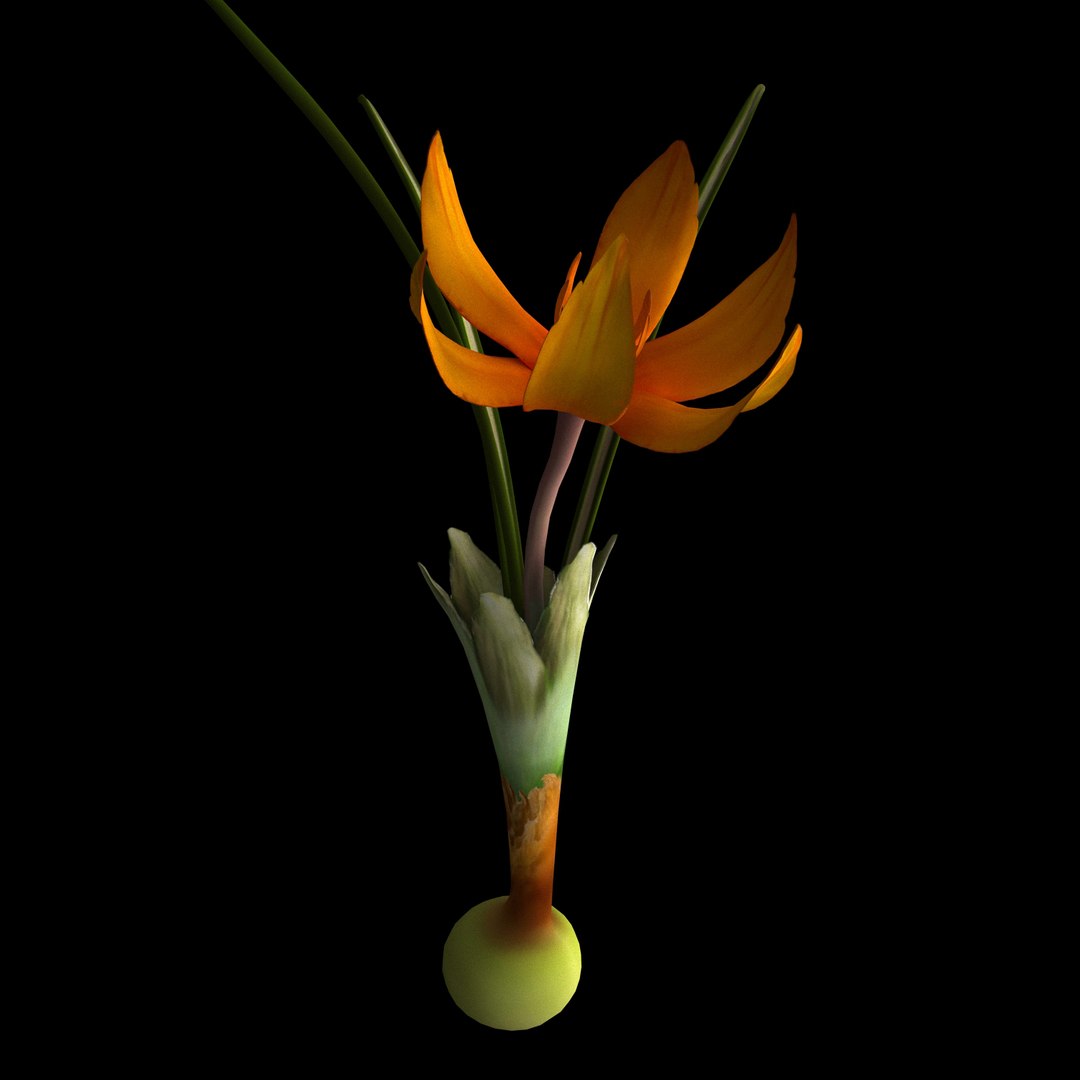 Flowers Open Animation 3D - TurboSquid 1588173
