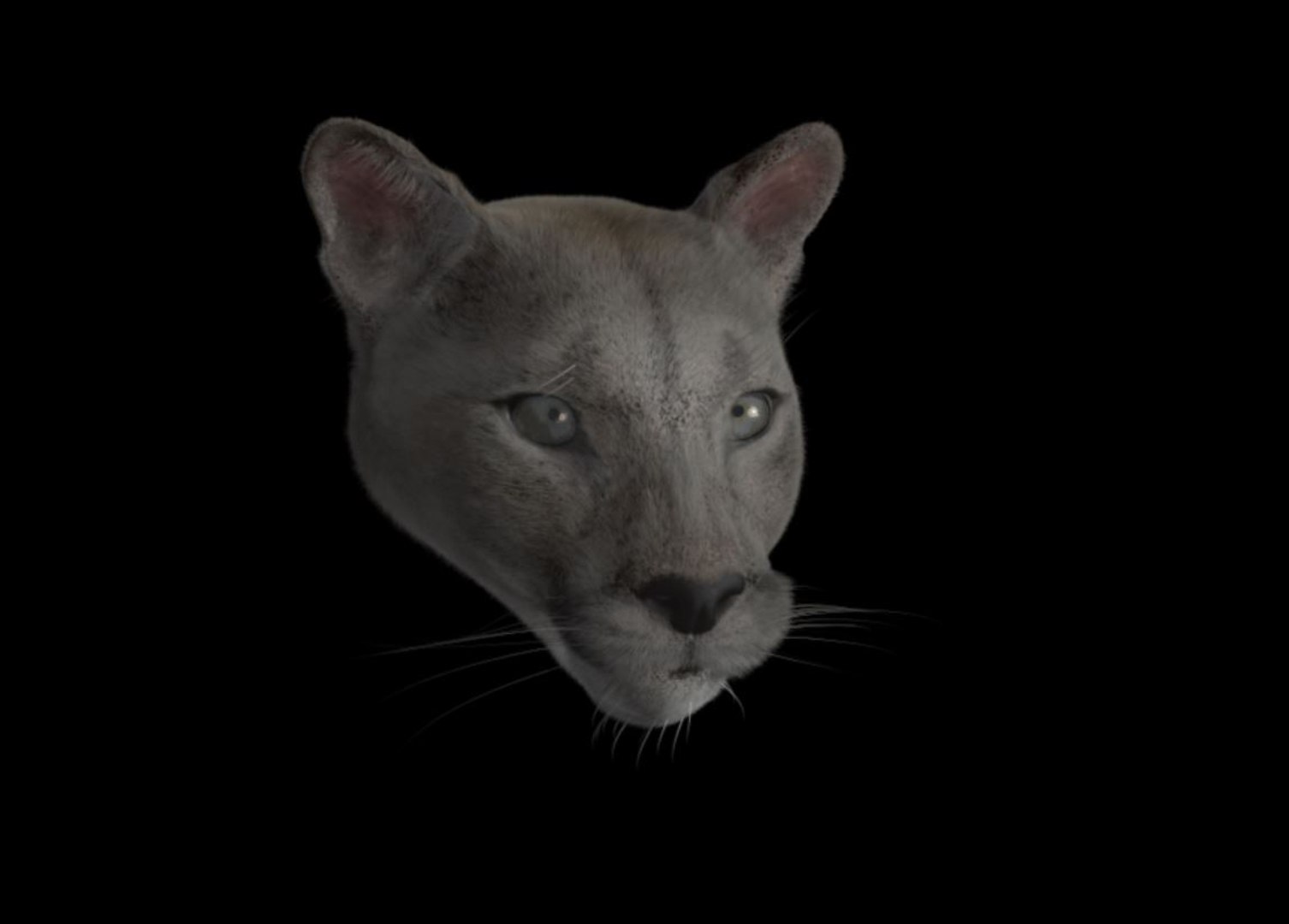 Puma animation 3D - TurboSquid 1503152