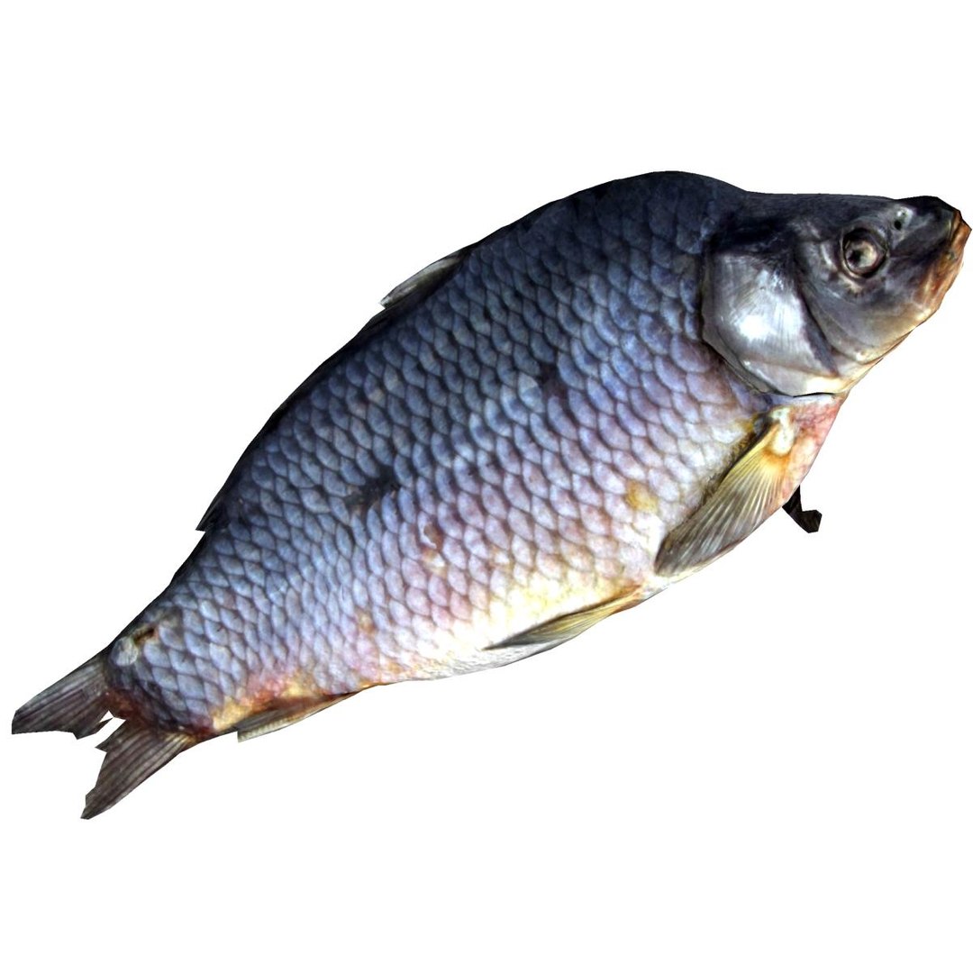 3d carp fish model