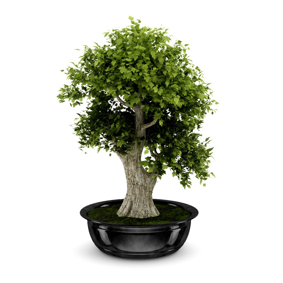 bonsai tree 3d max