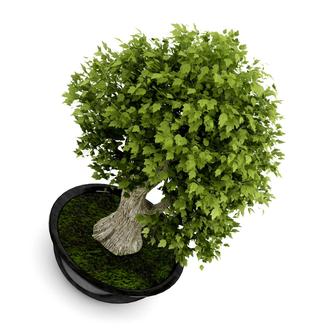 bonsai tree 3d max