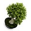 bonsai tree 3d max