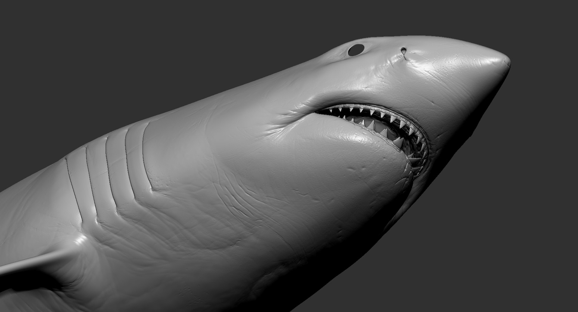 3d model shark rigged white