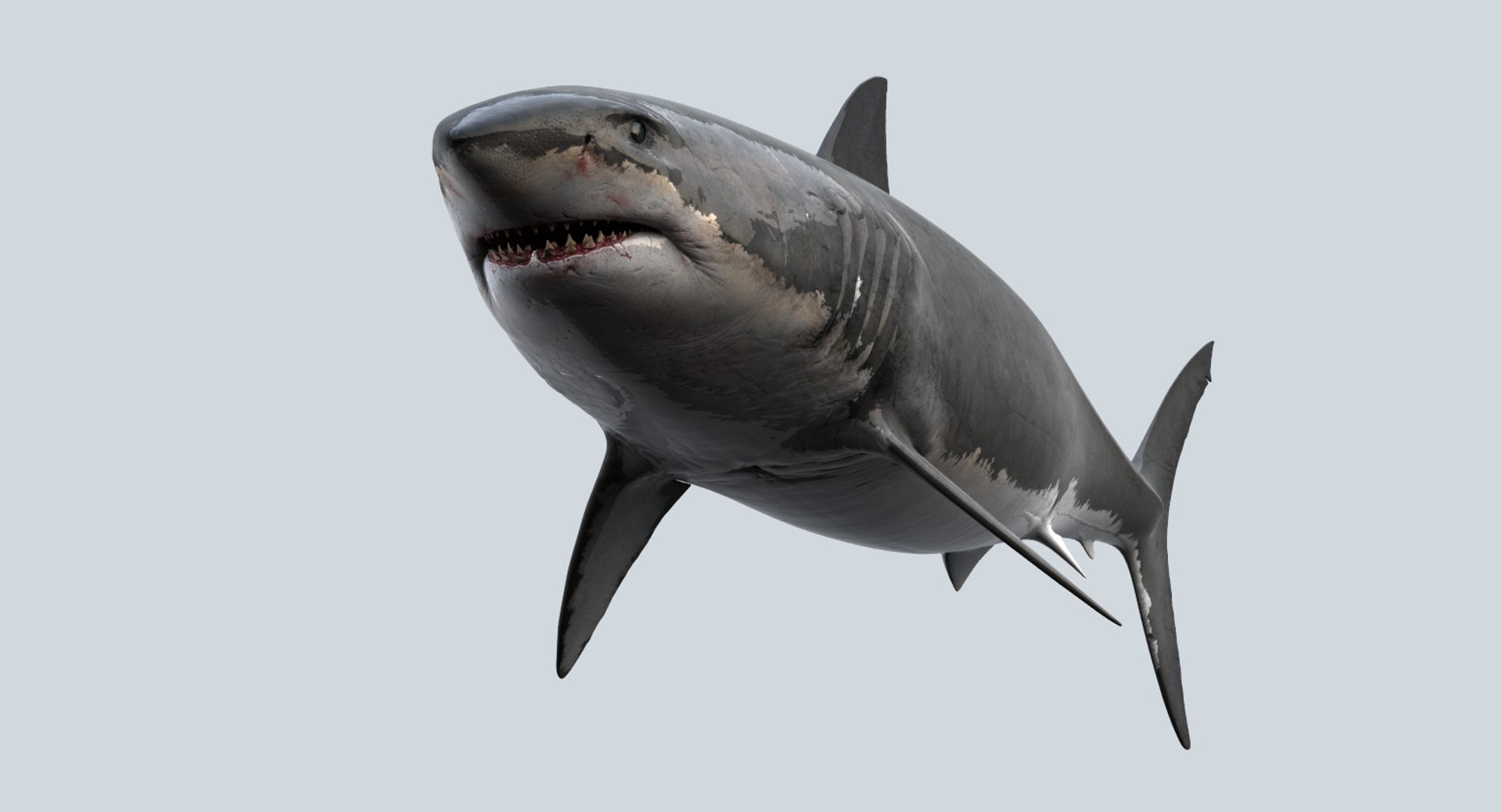 3d model shark rigged white