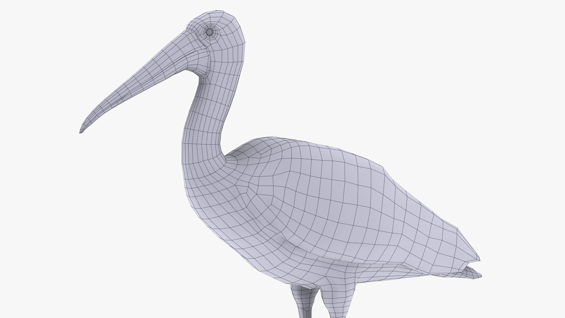 Hornbill Stork 3D - TurboSquid 2134298