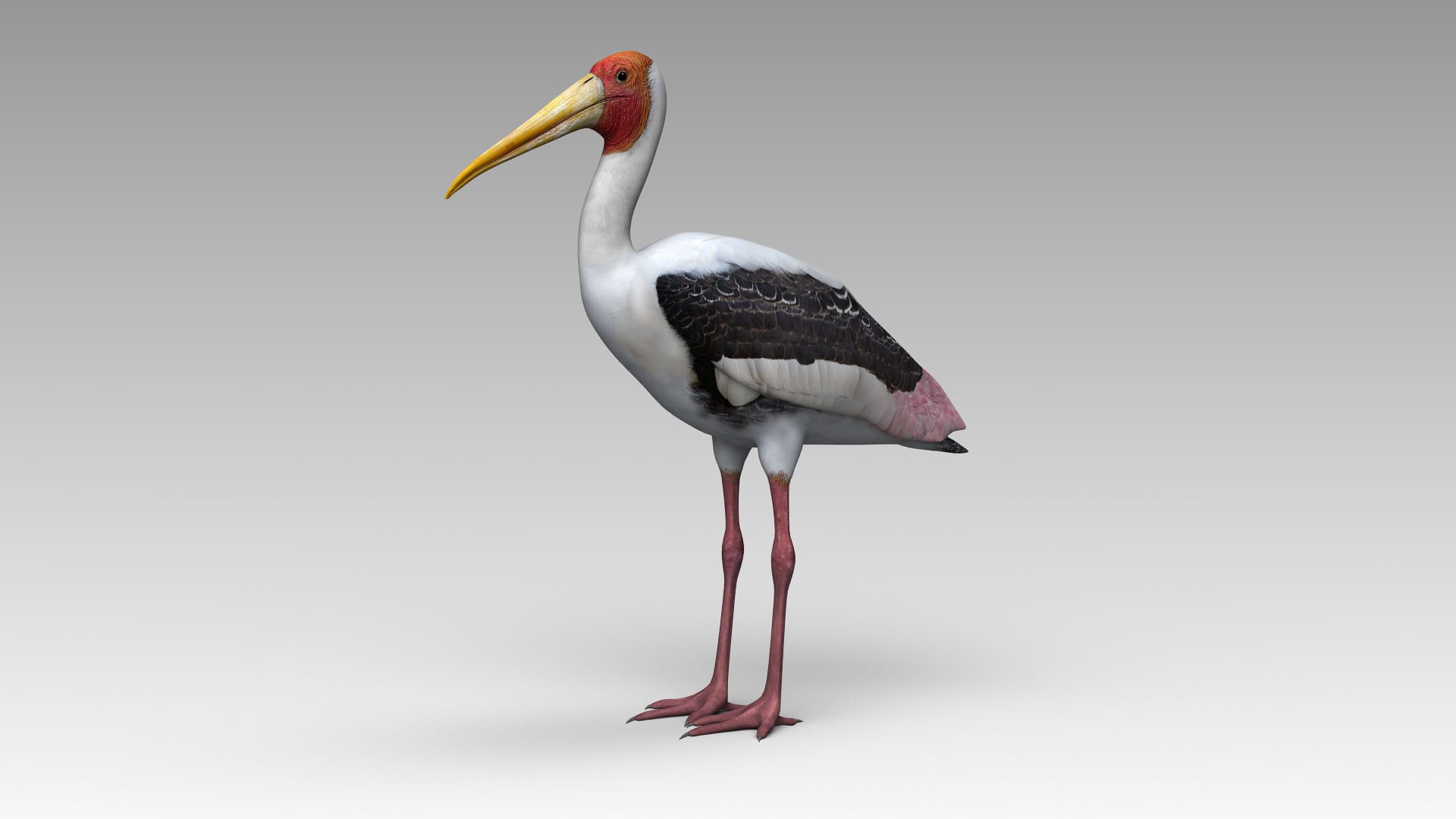Hornbill Stork 3D - TurboSquid 2134298