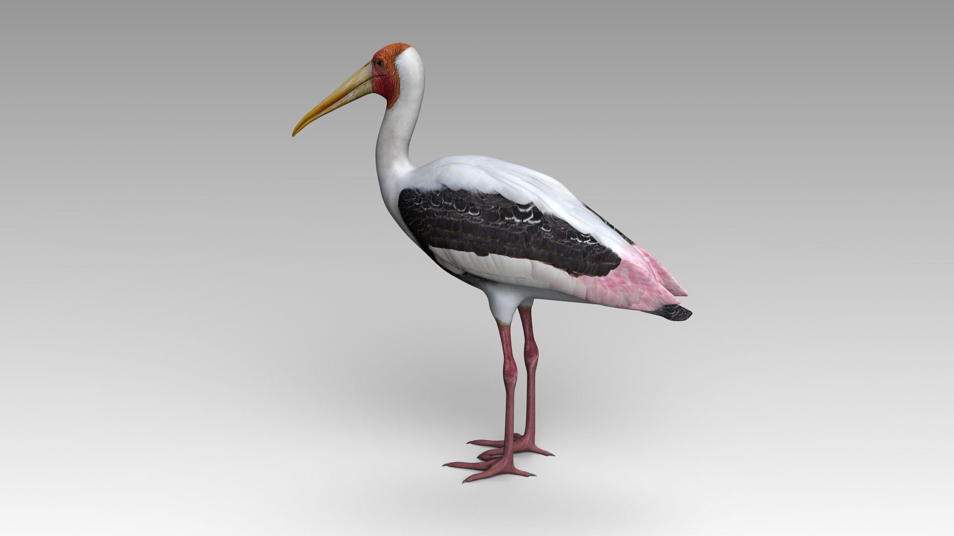 Hornbill Stork 3D - TurboSquid 2134298
