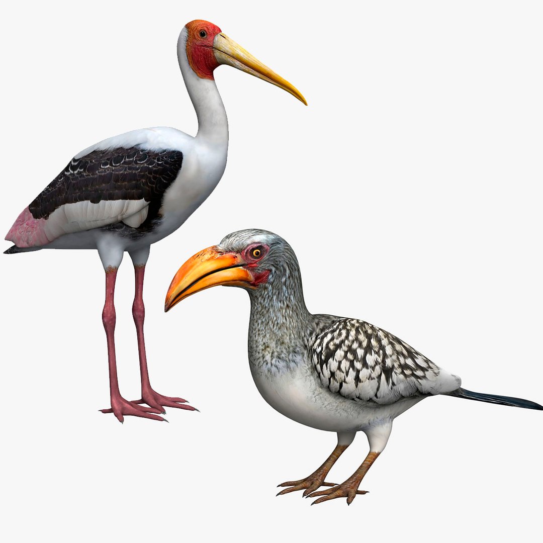 Hornbill Stork 3D - TurboSquid 2134298