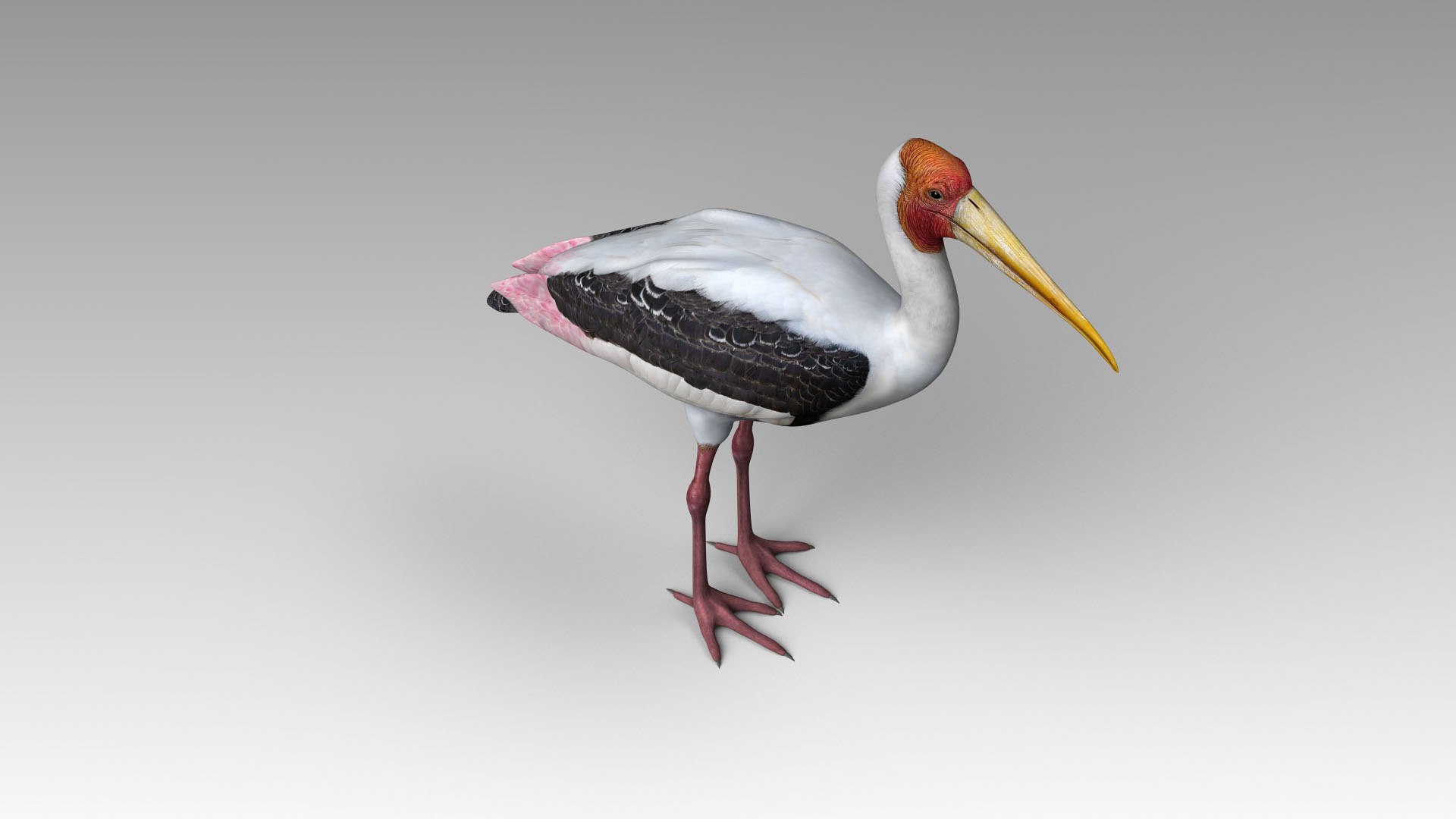 Hornbill Stork 3D - TurboSquid 2134298