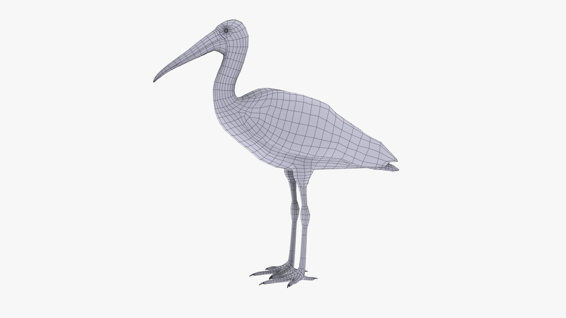 Hornbill Stork 3D - TurboSquid 2134298