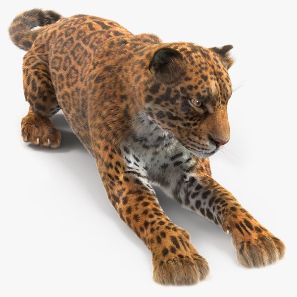 Jaguar 3D Models for Download | TurboSquid