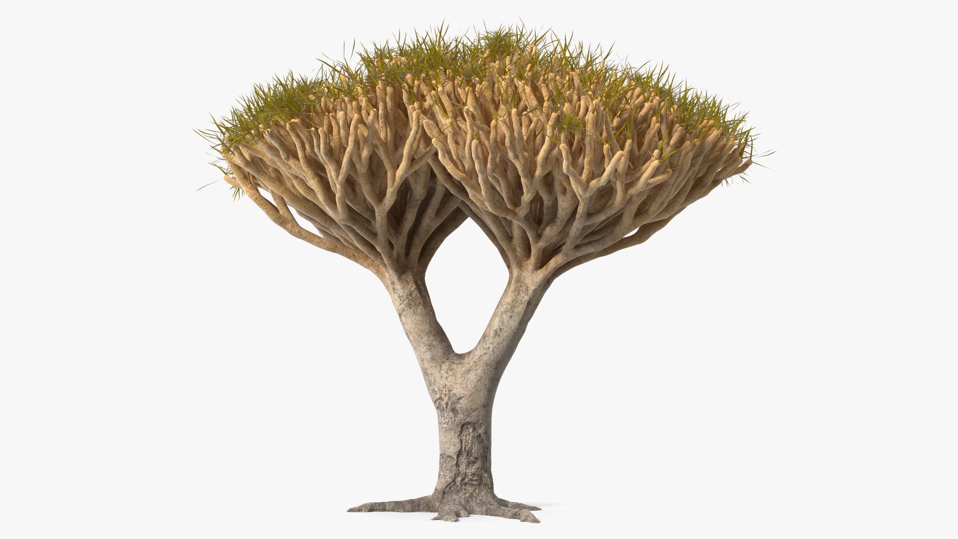 3D Dragon Trees Collection - TurboSquid 2210618