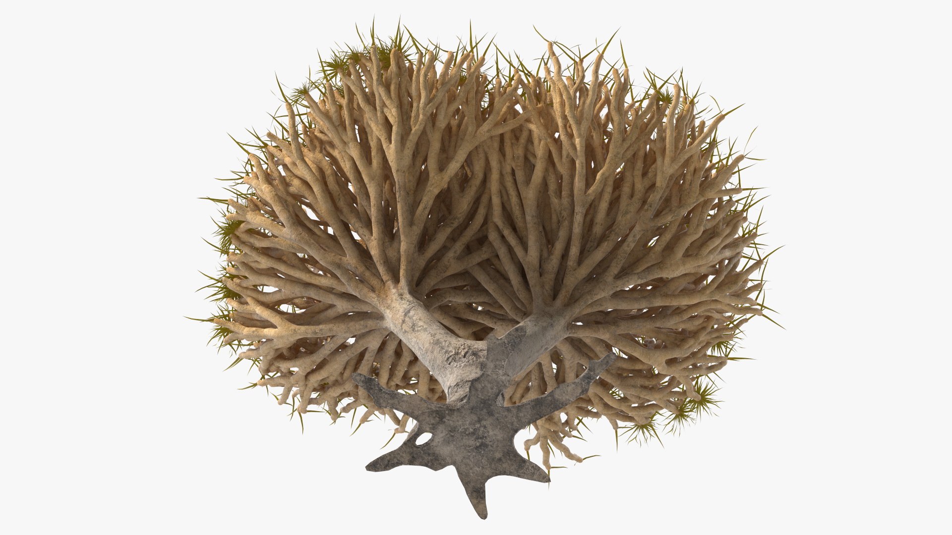 3D Dragon Trees Collection - TurboSquid 2210618