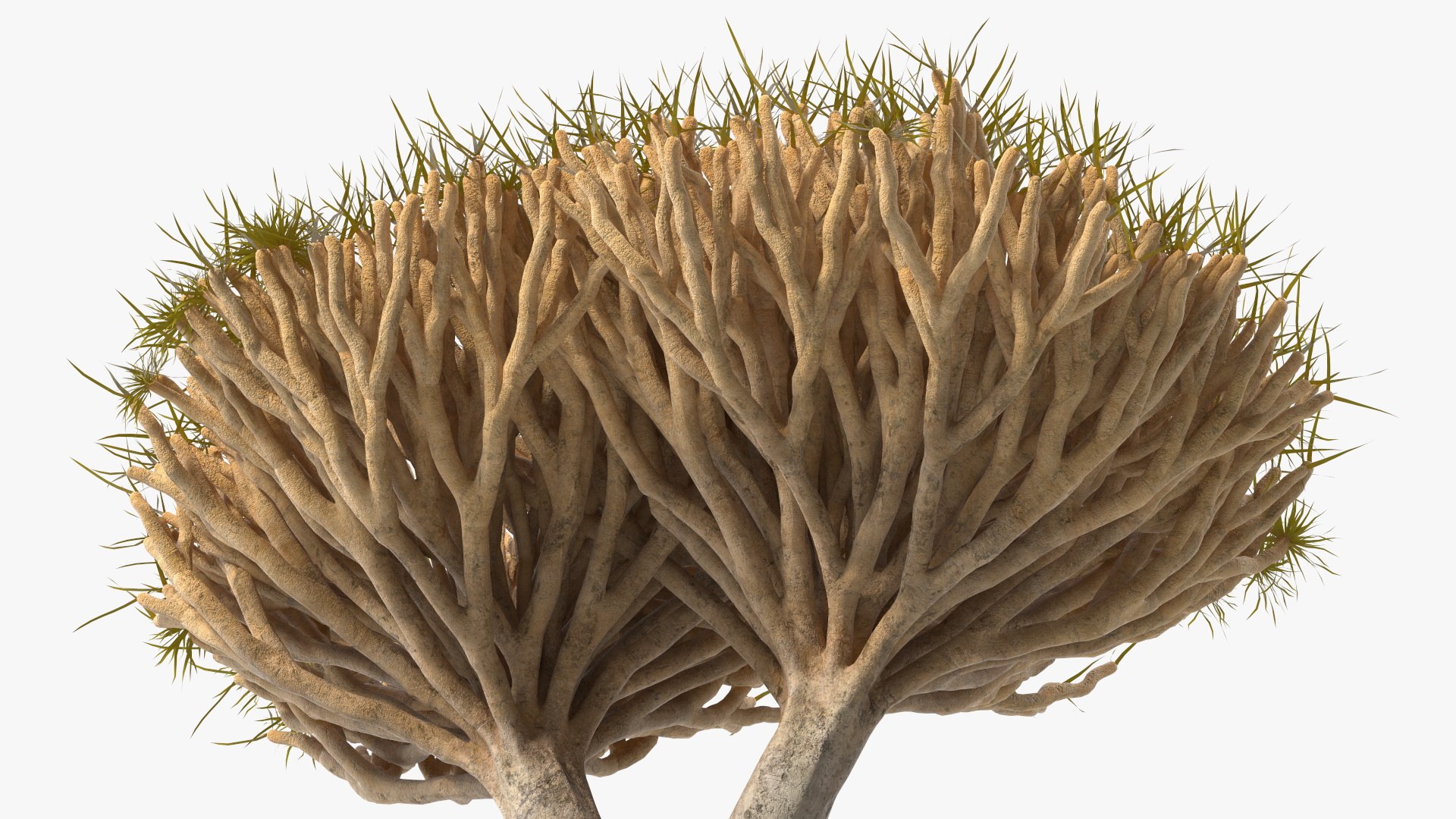 3D Dragon Trees Collection - TurboSquid 2210618