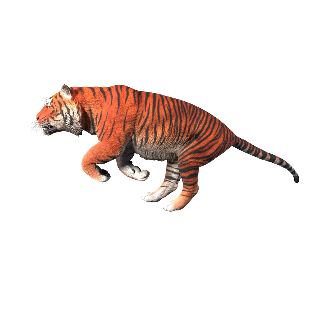 Tiger Animation Model - TurboSquid 2272540