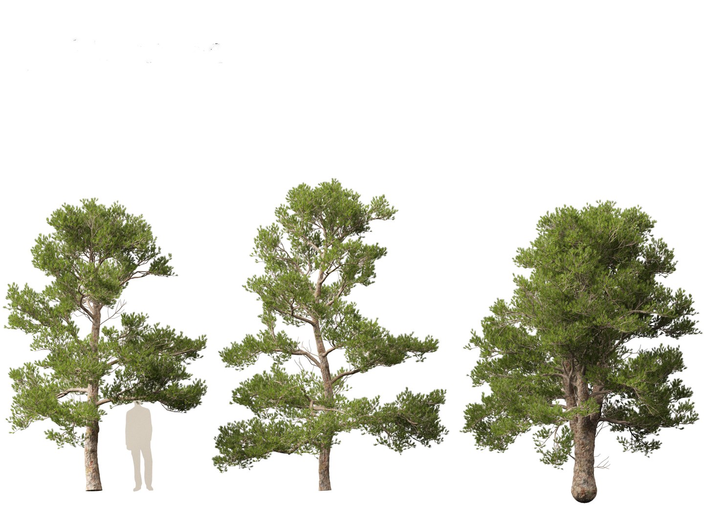 Pinus Brutia - The Turkish Pine 3D Model - TurboSquid 2115761