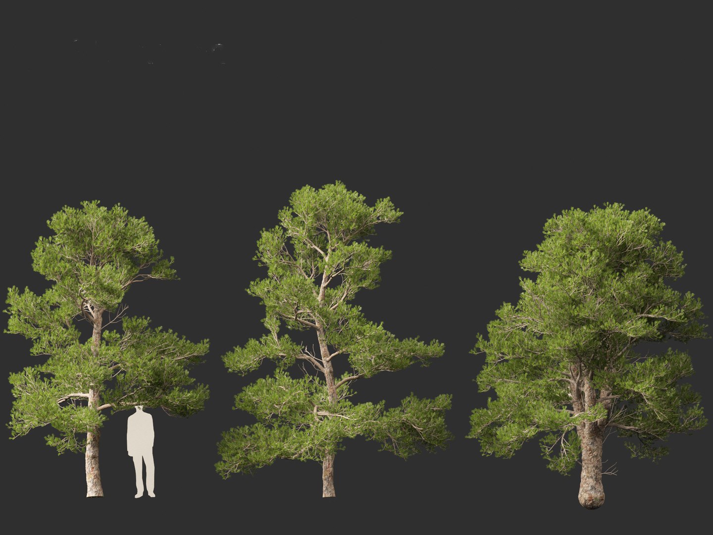 Pinus Brutia - The Turkish Pine 3D Model - TurboSquid 2115761