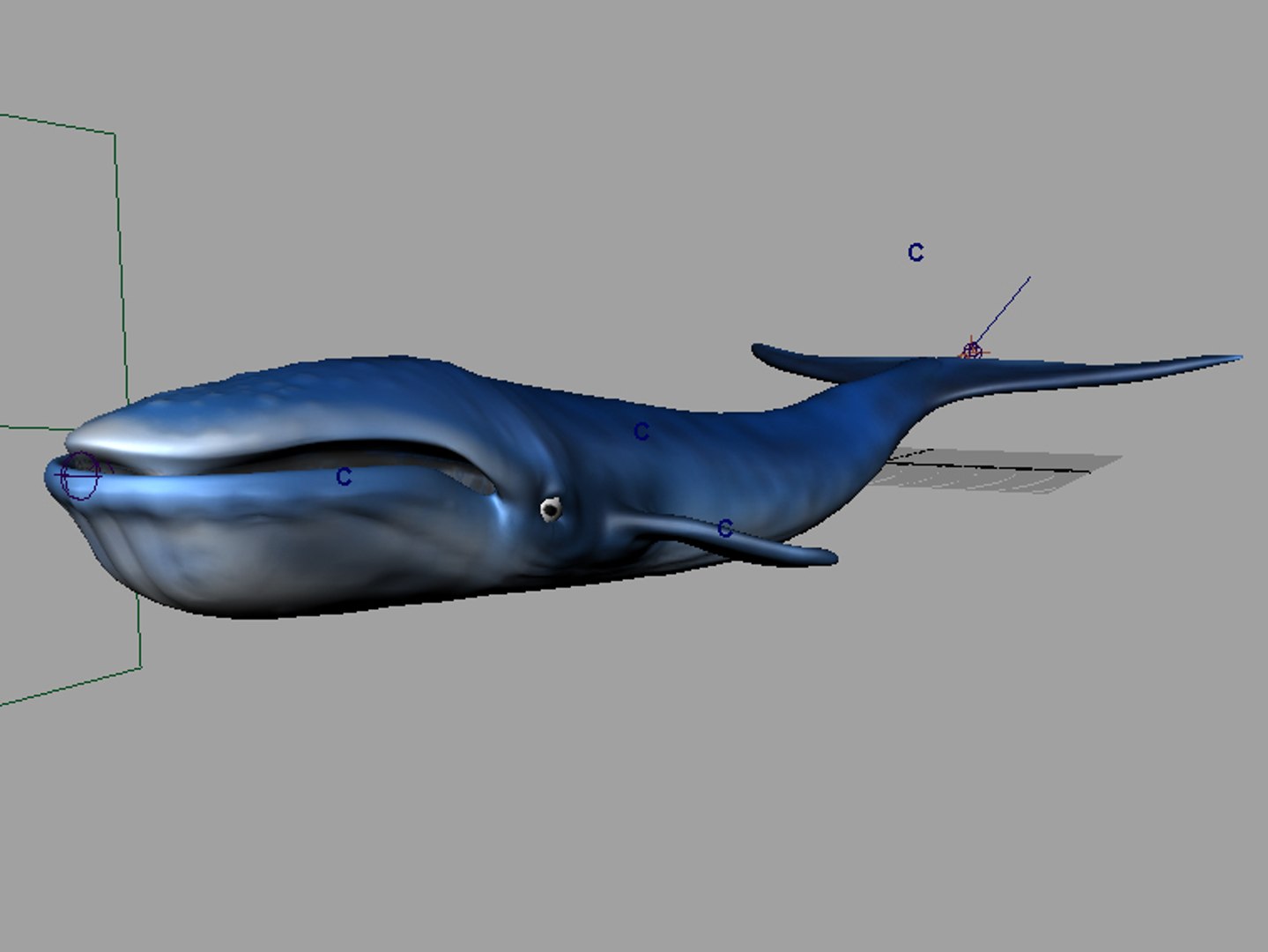 3d Whale Fish Model