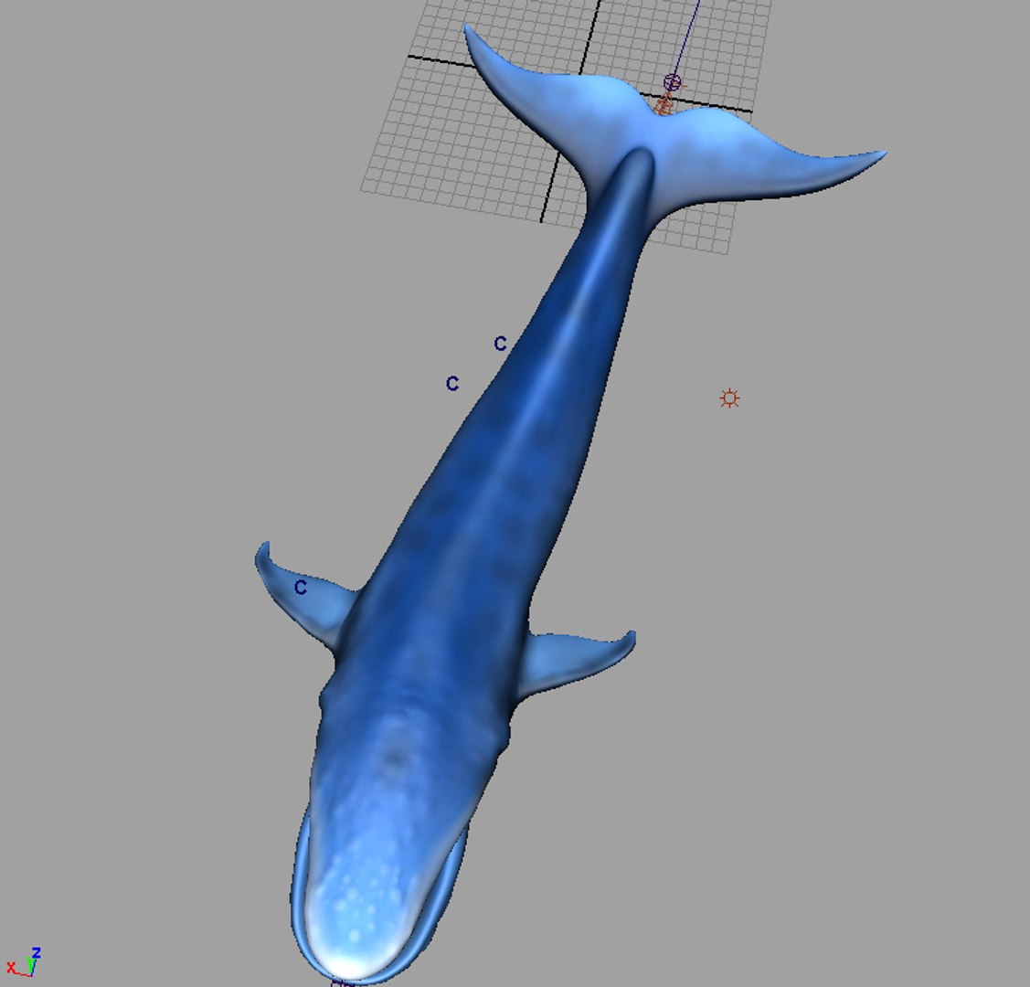 3d Whale Fish Model