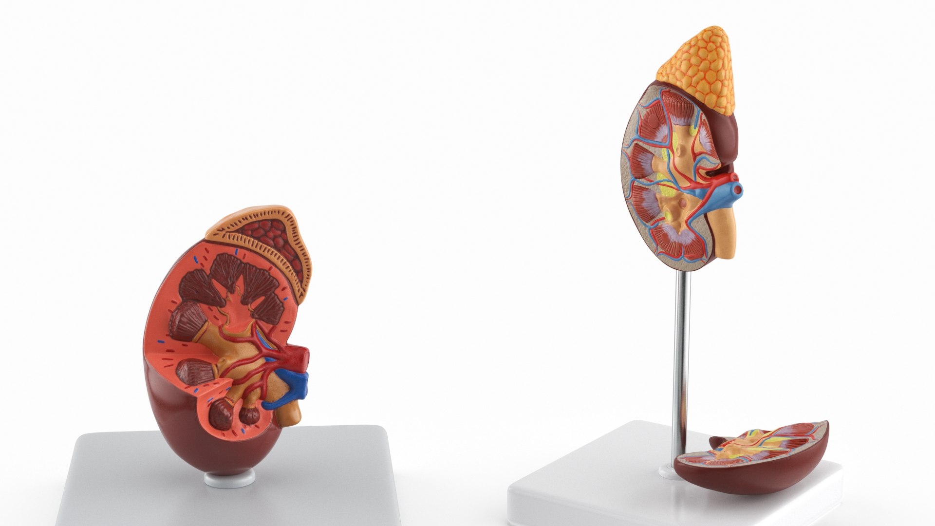 3D Model Kidney Clinical Anatomy Educational - TurboSquid 2343673