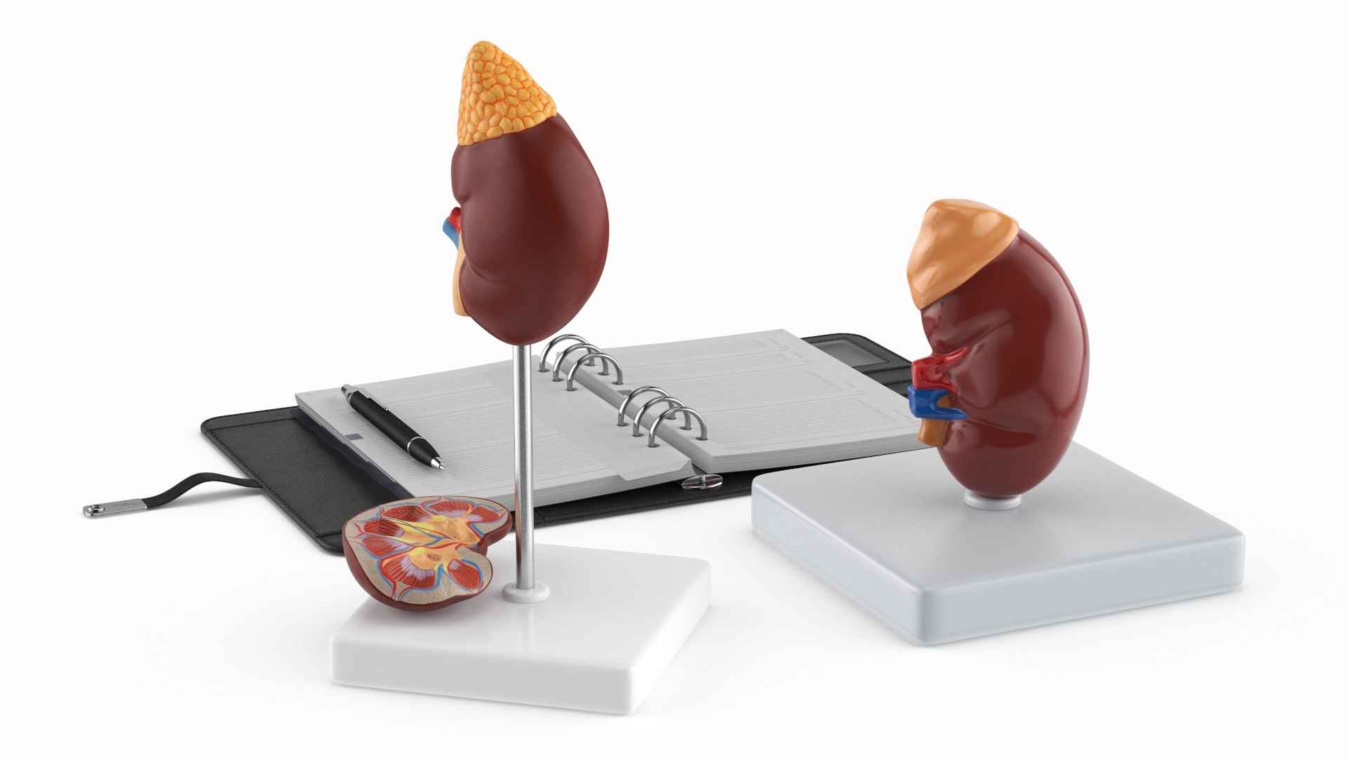 3D Model Kidney Clinical Anatomy Educational - TurboSquid 2343673