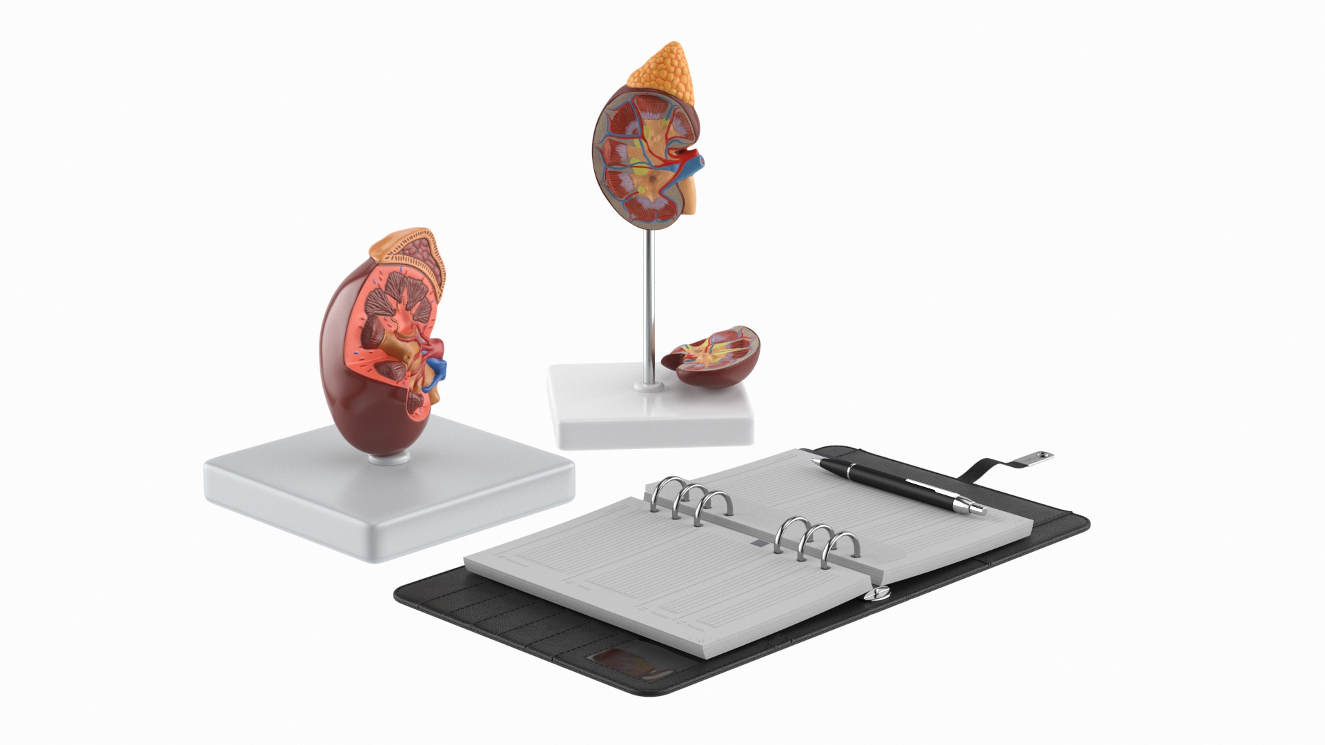 3D Model Kidney Clinical Anatomy Educational - TurboSquid 2343673