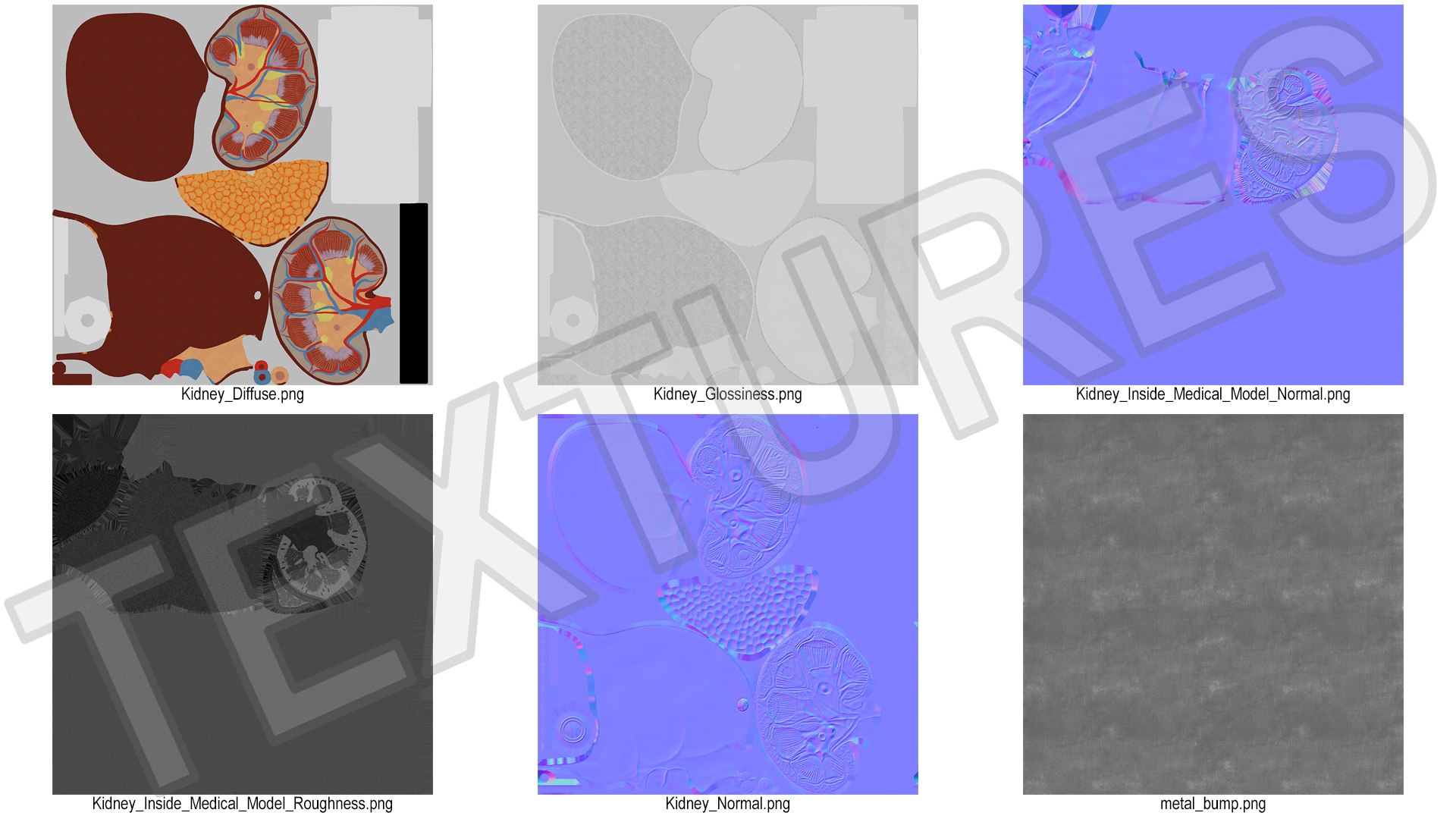 3D Model Kidney Clinical Anatomy Educational - TurboSquid 2343673