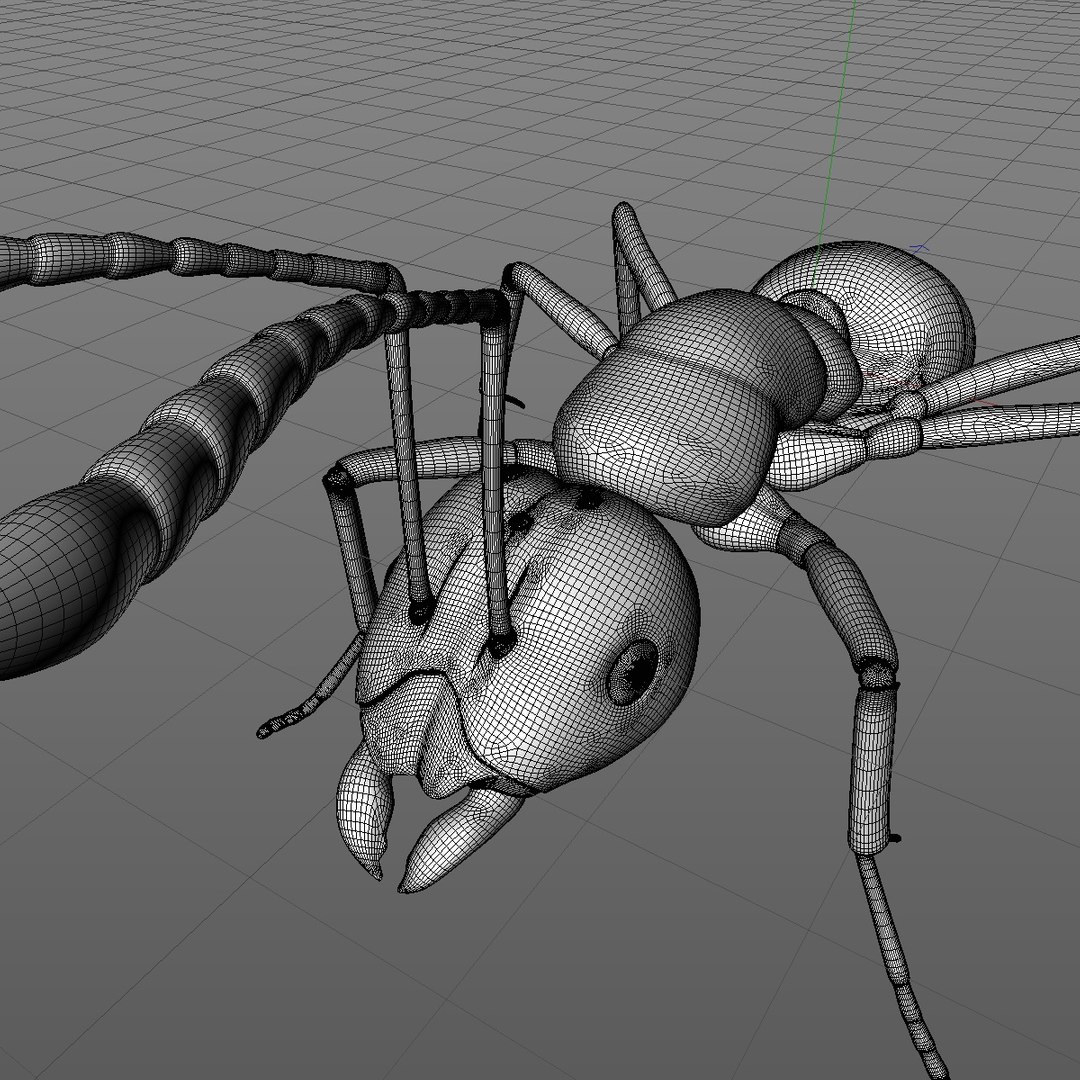 3D Ant Model - TurboSquid 1621757
