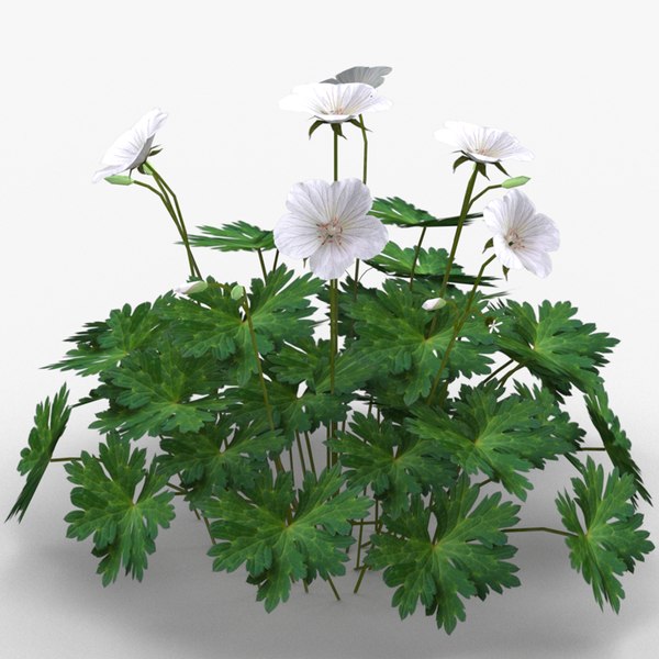 Geranium 3D Models for Download | TurboSquid
