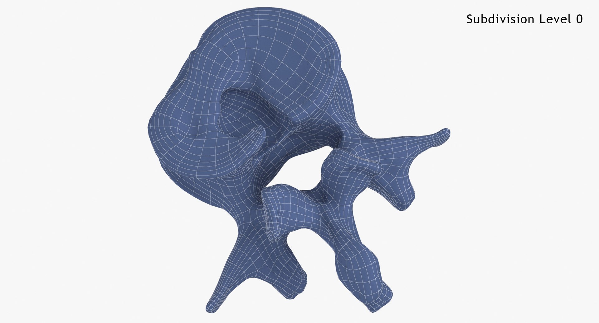 Lumbar vertebrae l1 l5 3D model - TurboSquid 1600273