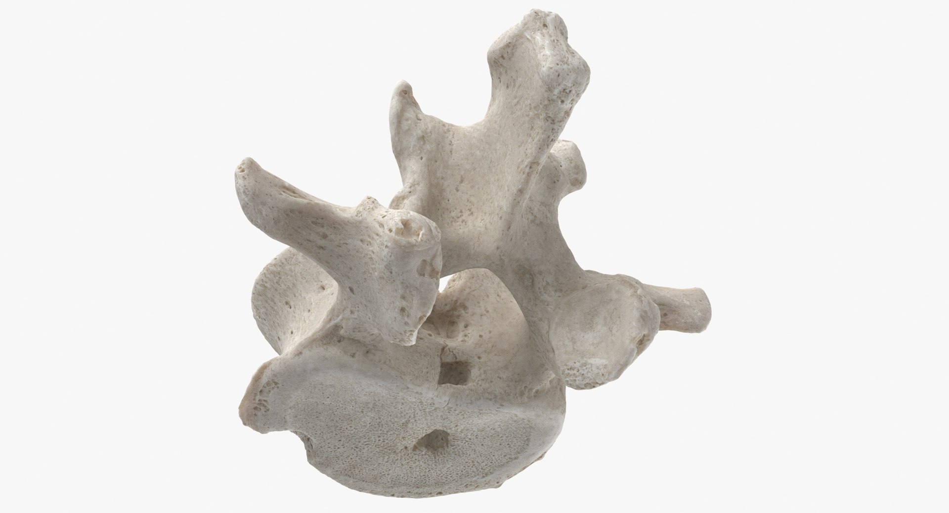 Lumbar vertebrae l1 l5 3D model - TurboSquid 1600273