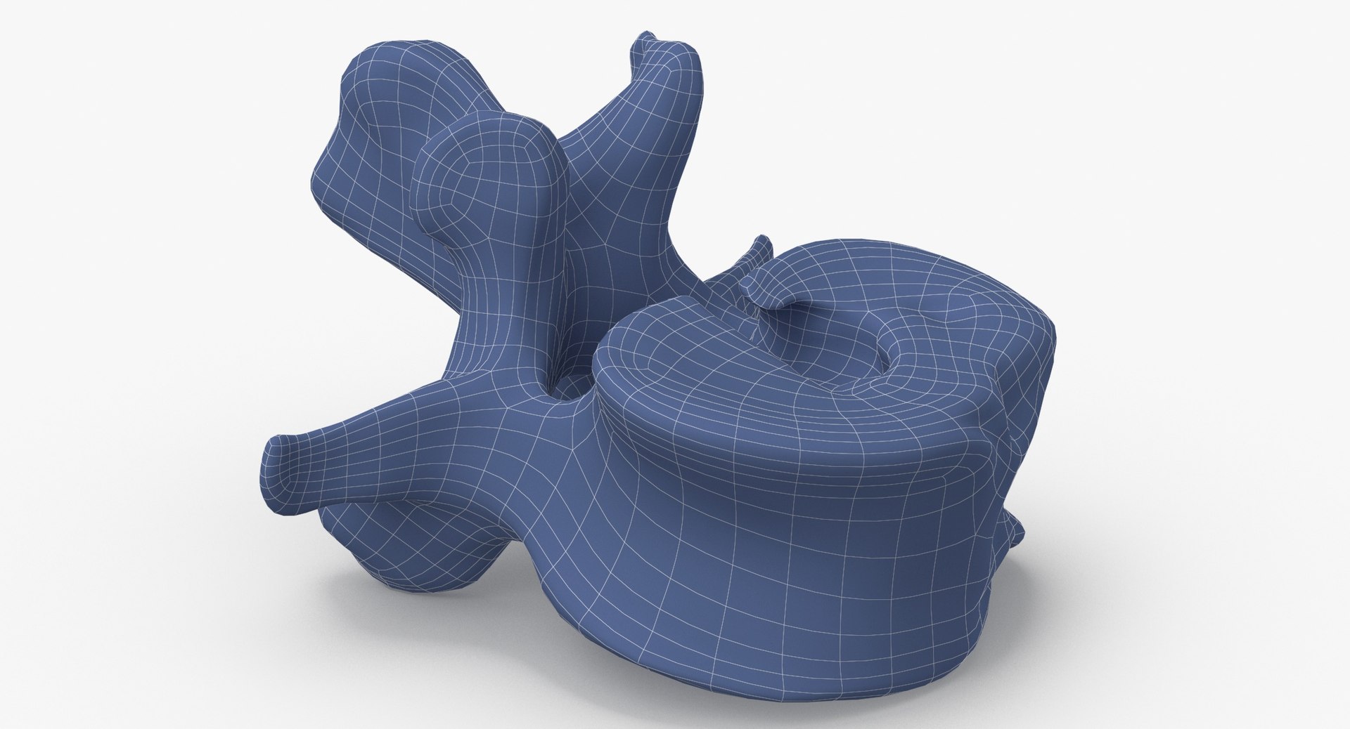 Lumbar vertebrae l1 l5 3D model - TurboSquid 1600273